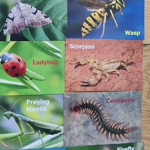 Memory Card Game Insects / Bugs for Kids & Adults 30 Sets / 60 Cards ...
