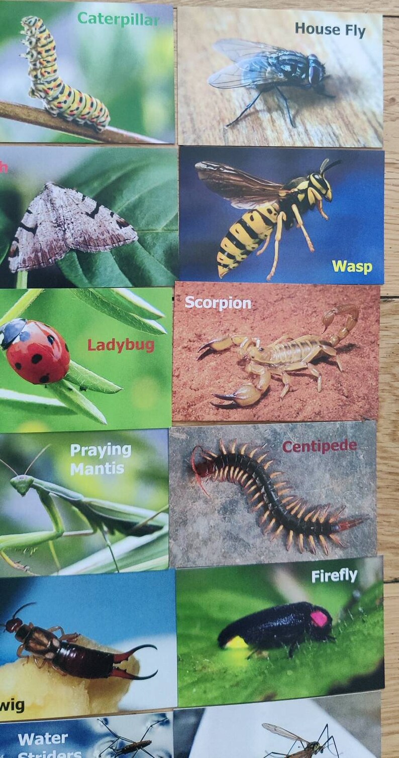 Memory Card Game Insects / Bugs for Kids & Adults 30 Sets / 60 Cards ...