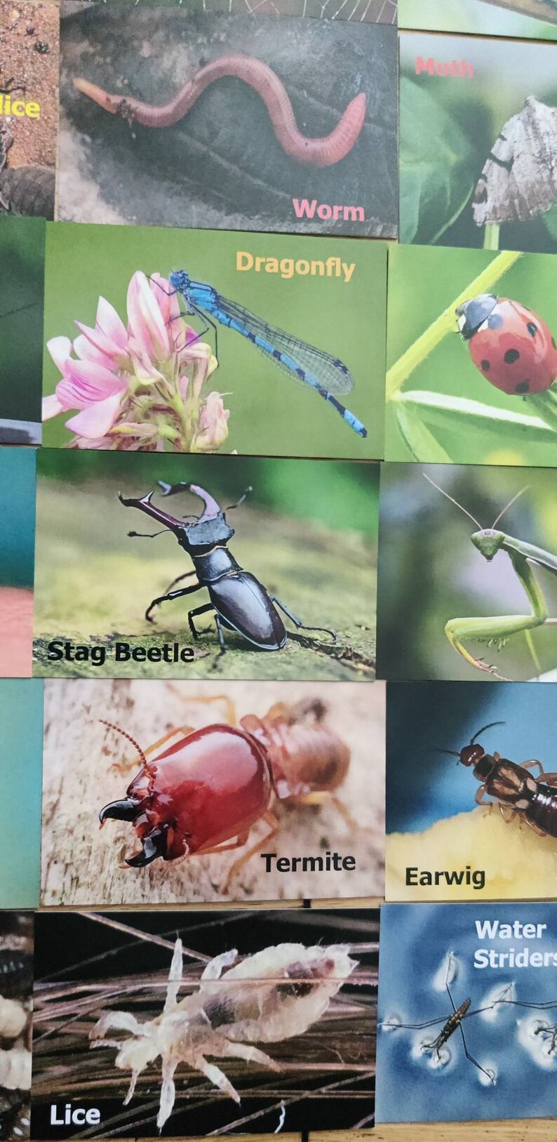 Memory Card Game Insects / Bugs for Kids & Adults 30 Sets / 60 Cards ...