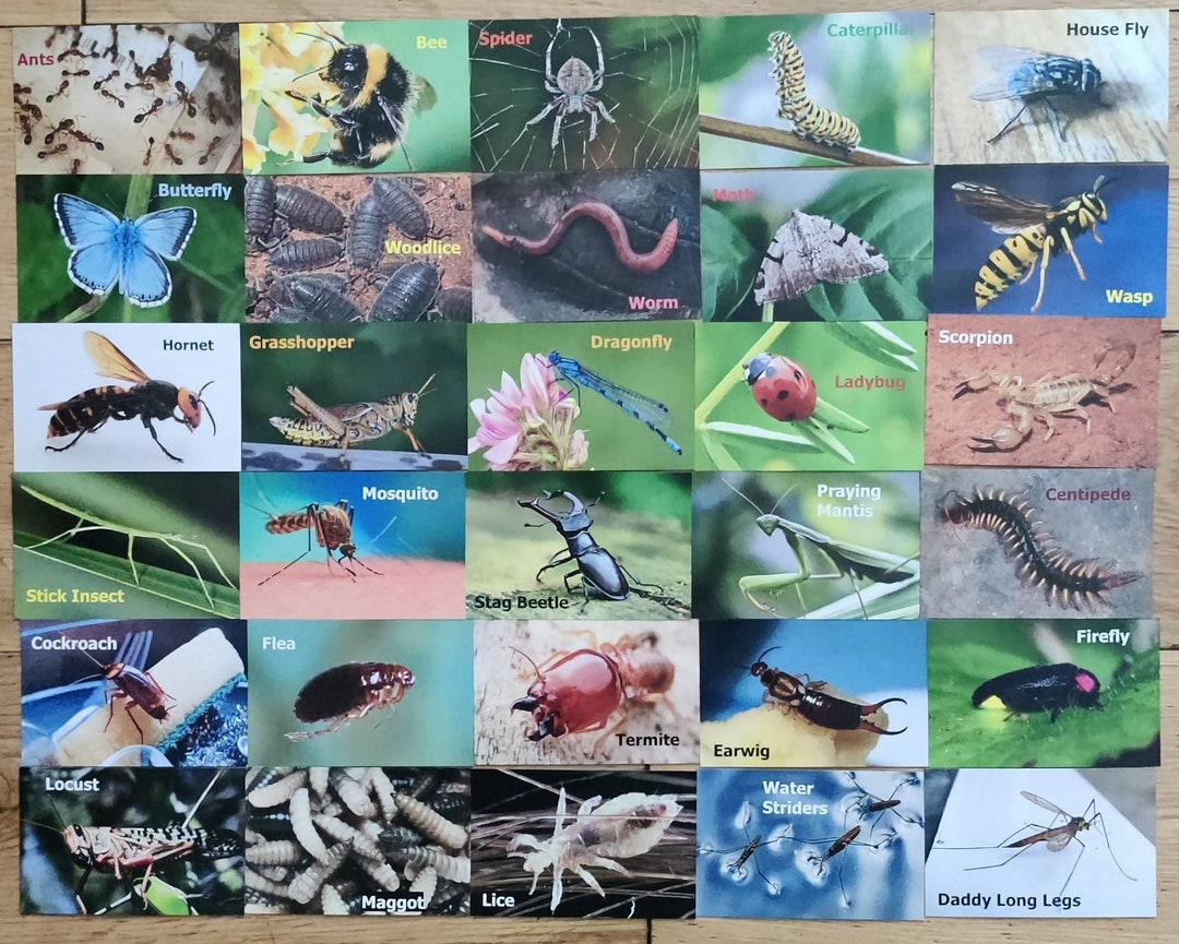 Memory Card Game Insects / Bugs for Kids & Adults 30 Sets / 60 Cards ...