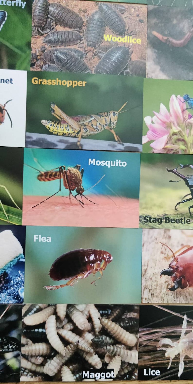 Memory Card Game Insects / Bugs for Kids & Adults 30 Sets / 60 Cards ...