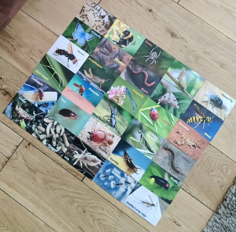 Memory Card Game Insects / Bugs for Kids & Adults 30 Sets / 60 Cards ...