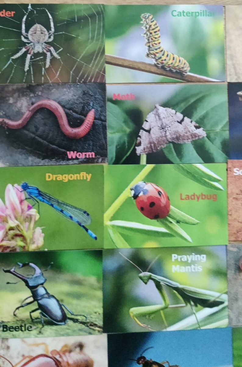 Memory Card Game Insects / Bugs for Kids & Adults 30 Sets / 60 Cards ...