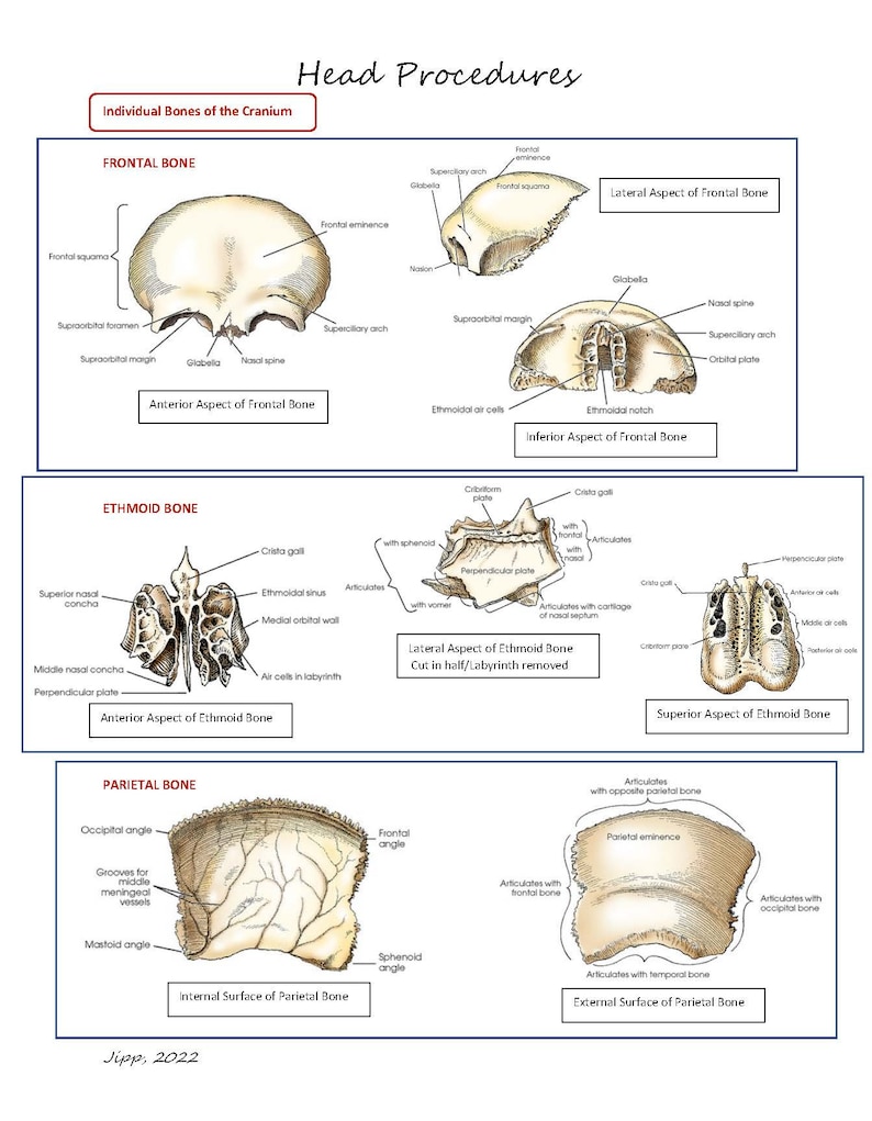 Skull Positioning and Procedures - Etsy