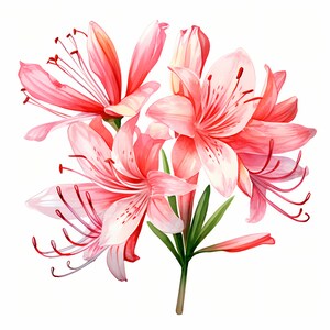 Pink Nerine Clipart, Nerine Flowers Images, 10 Watercolor Clip Art ...