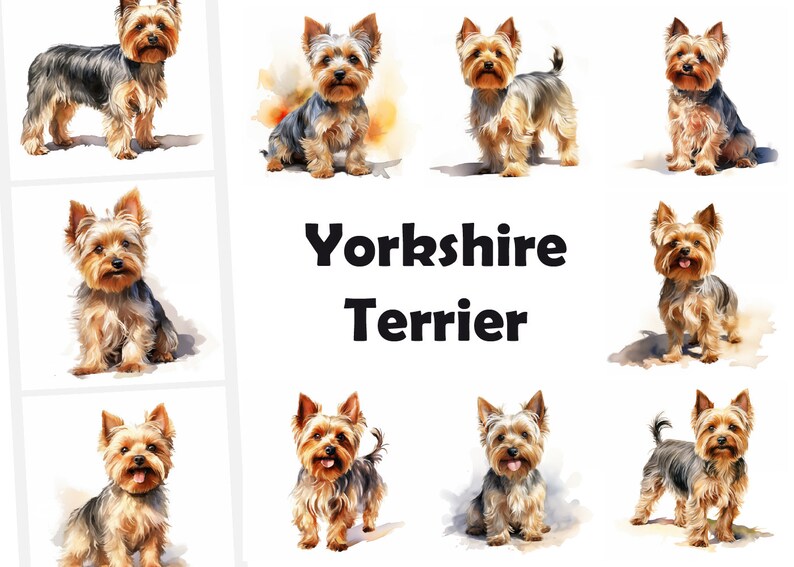Yorkshire Terrier Clipart, Yorkie Dog Images, 10 Watercolor Clip Art ...