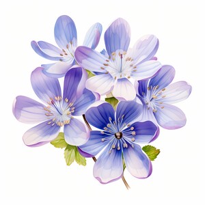 Watercolor Hepatica Clipart: Spring Flower Images (commercial Use, Jpgs ...