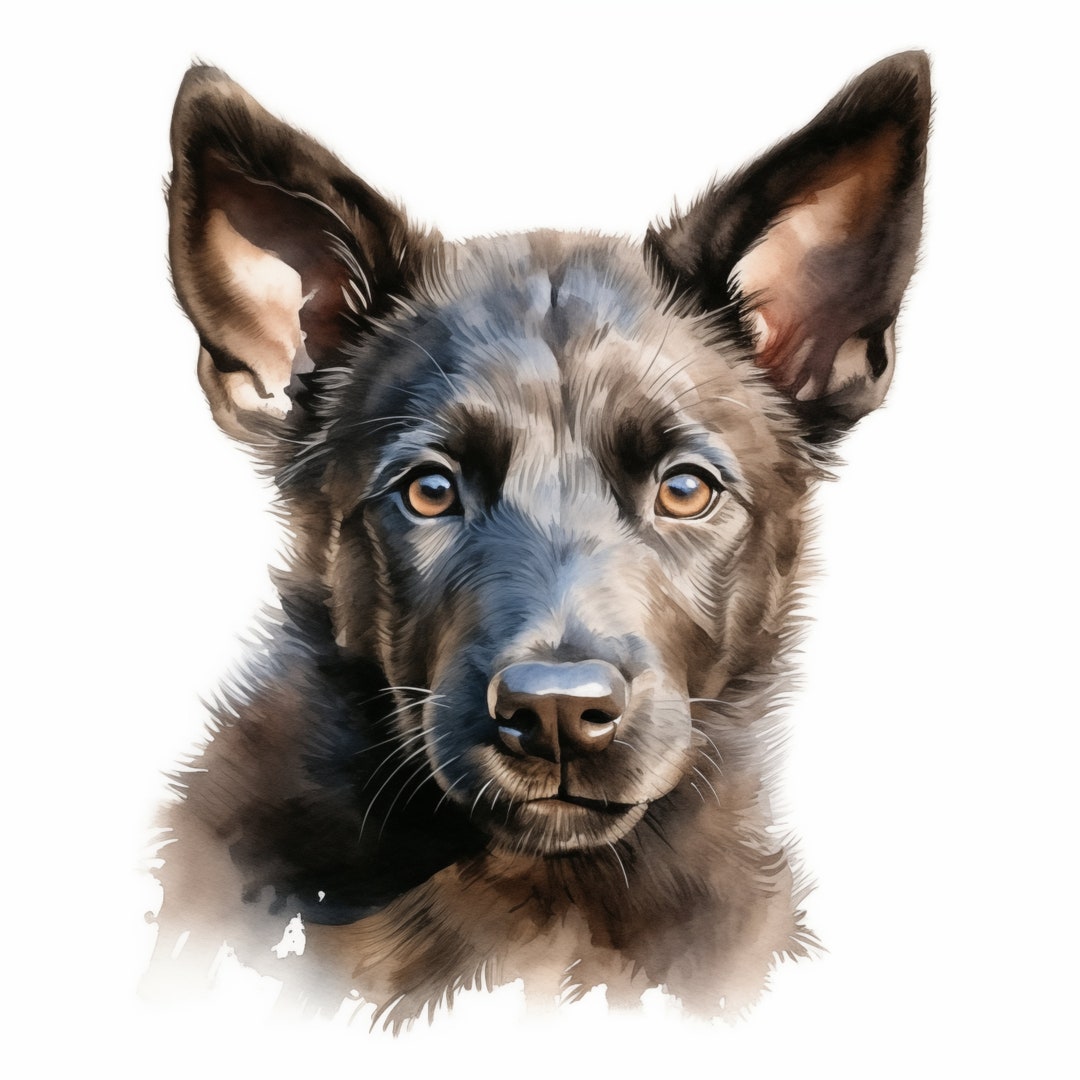10 Dutch Shepherd, Puppy Dog, Dutch Herder, Nederlandse Herdershond JPG ...
