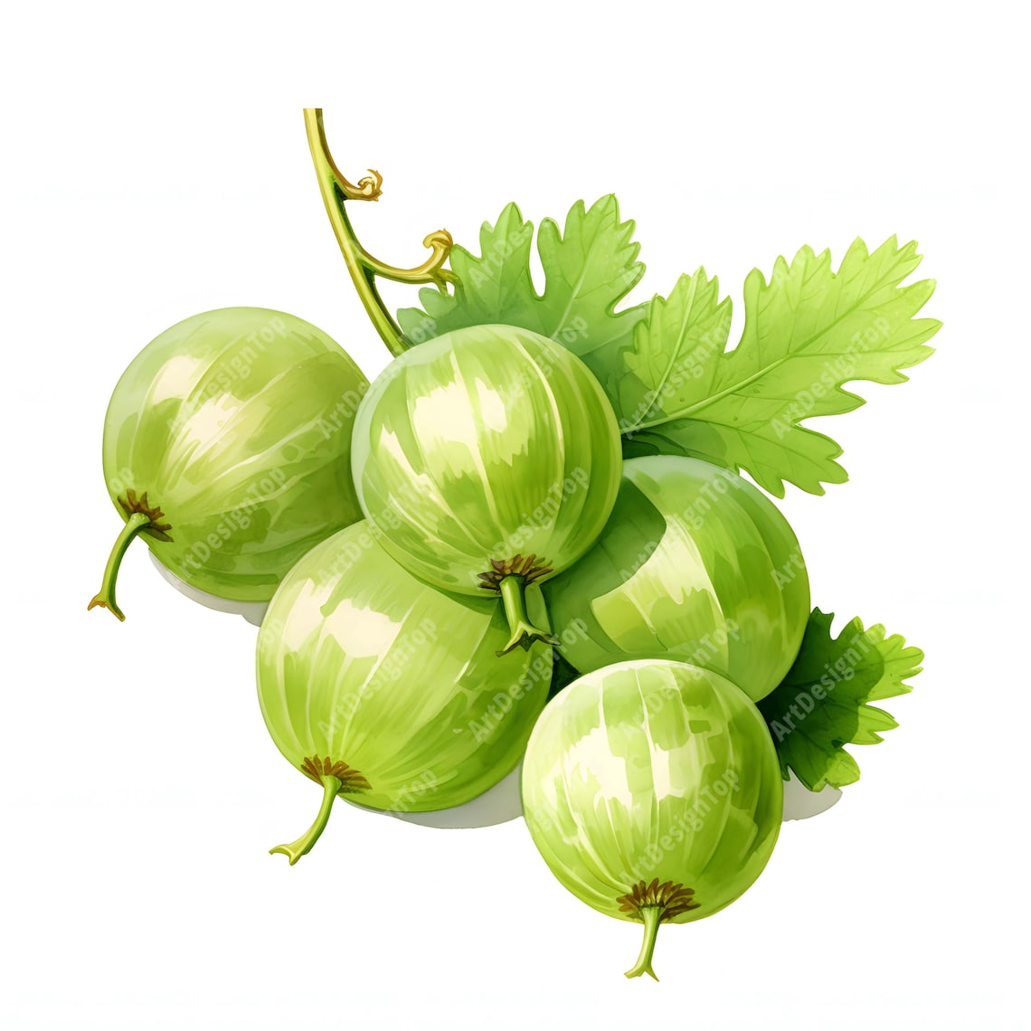 Gooseberry Clipart, Green Gooseberry Berries Images, 10 Watercolor Clip ...