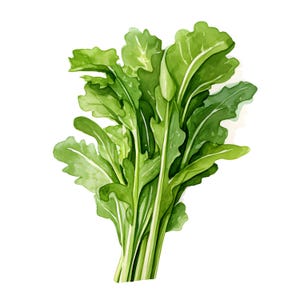 Arugula Clipart, Arugula Vegetables Images, 10 Watercolor Clip Art ...