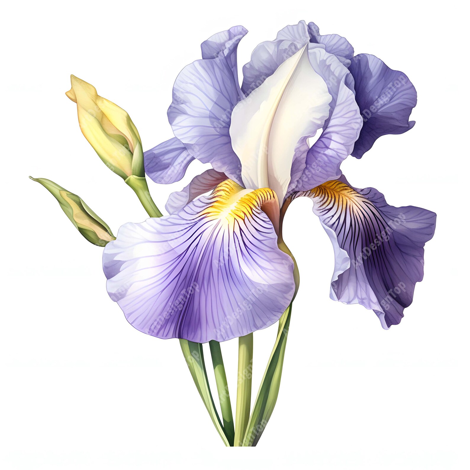 Iris Flower Clipart, Spring Iris Images, 10 Watercolor Clip Art ...