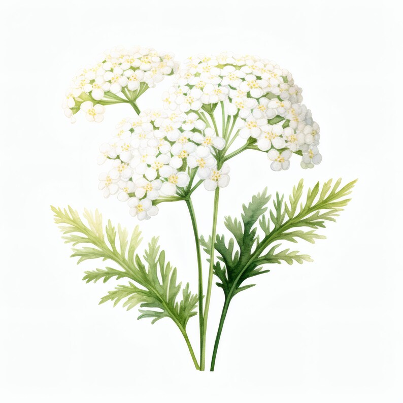Yarrow Flowers Clipart, Wild Herb Images, 10 Watercolor Clip Art ...