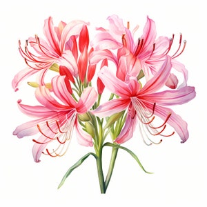 Pink Nerine Clipart, Nerine Flowers Images, 10 Watercolor Clip Art ...