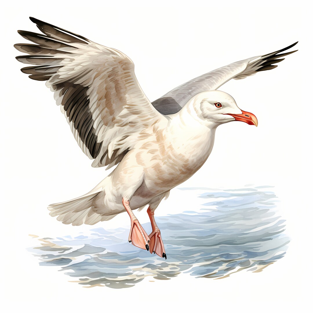 Watercolor Seagull Clipart: 10 Printable Sea Bird Images (jpgs ...