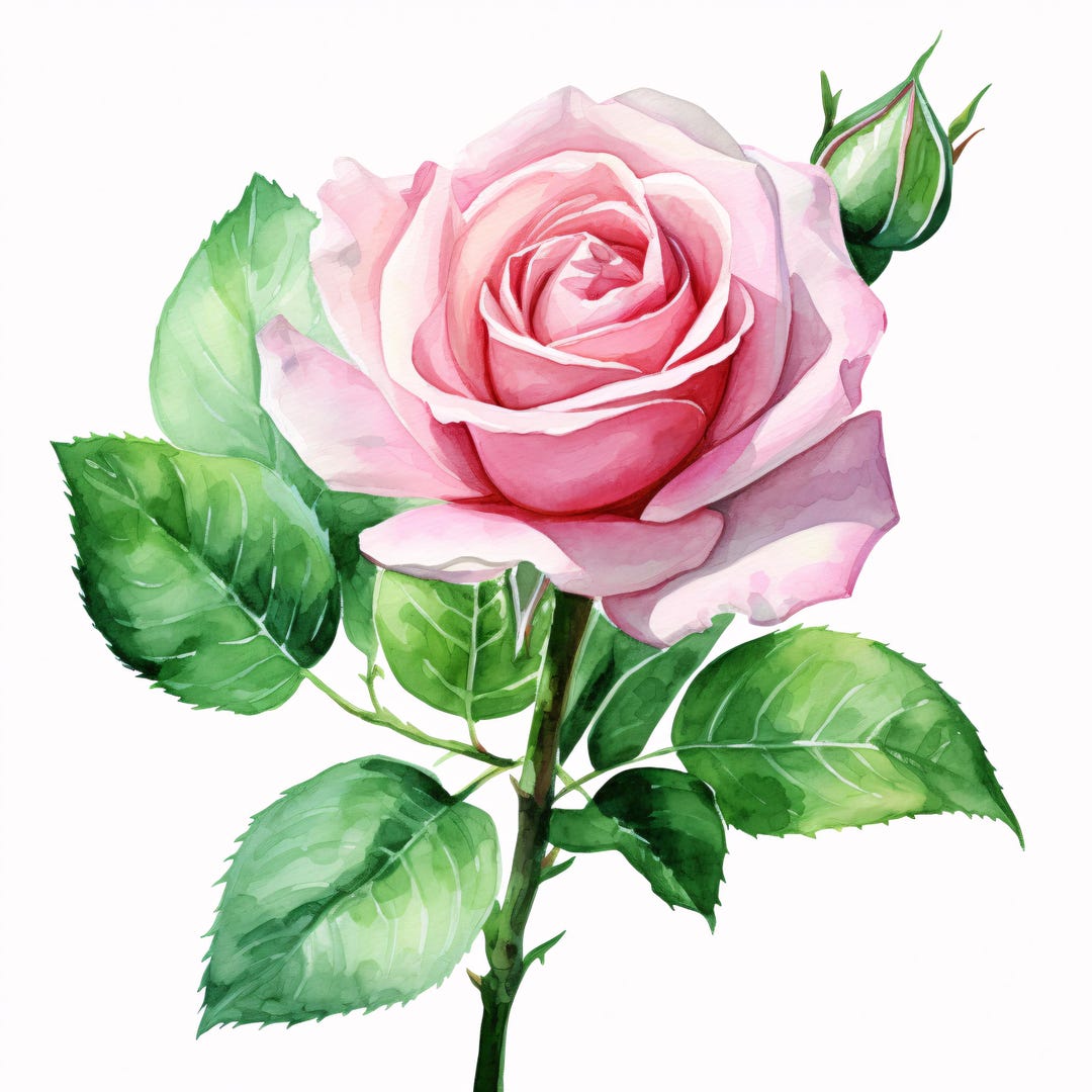 White Rose Flower Clipart, Botanical Floral Images, 10 Watercolor Clip ...