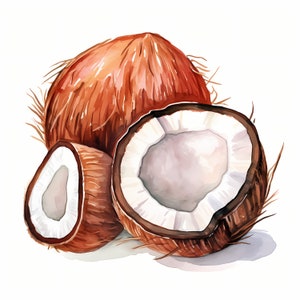 Watercolor Coconut Clipart: Tropical Fruit JPG Images (digital Download ...