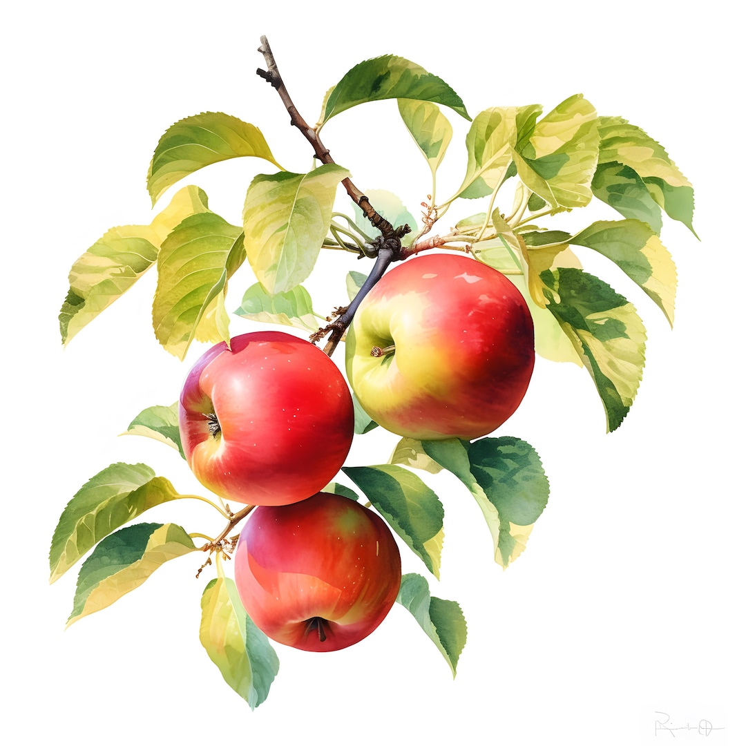 Watercolor Apples Clipart: Apple Branch Illustration (JPG Digital ...