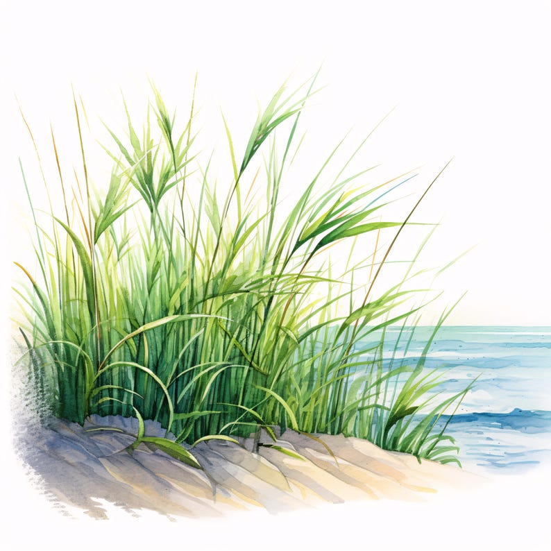 Watercolor Beach Grass Clipart: Coastal Landscape JPG Images ...