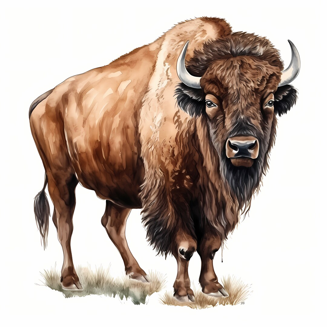 Caucasian Wisent Clipart, European Bison Images, 10 Watercolor Clip Art ...