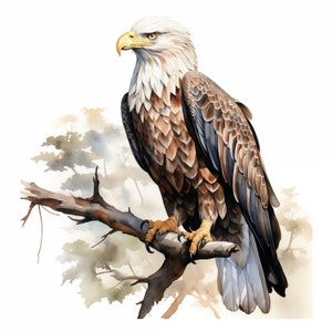 Eagle Clipart, Bald Eagle Images, 10 Watercolor Clip Art, Printable ...