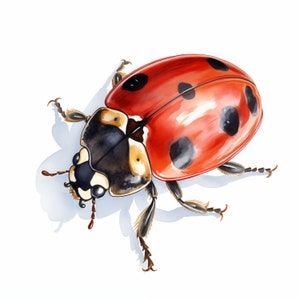 Ladybug Clipart, Lady Bug Images, 10 Watercolor Clip Art, Printable ...