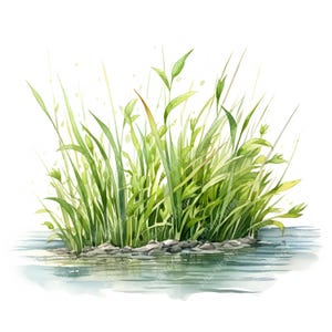 Watercolor Seagrass Clipart: Coastal Grass JPG Images (commercial Use ...