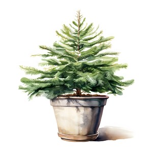 Potted Christmas Tree Clipart, Tree in Pot Images, 10 Watercolor Clip ...