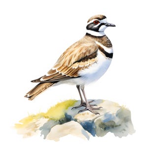 Killdeer Clipart, Killdeer Bird Images, 10 Watercolor Clip Art ...