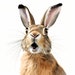 Surprised Hare, Shocked Rabbit, Forest Animal Watercolor Clipart Set ...