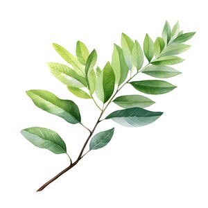 Green Branch Clipart, Tree Branch Images, 10 Watercolor Clip Art ...