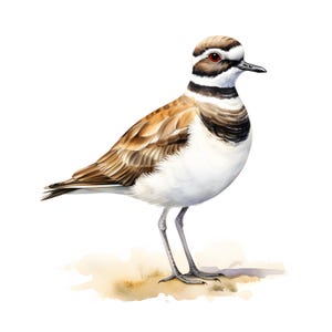 Killdeer Clipart, Killdeer Bird Images, 10 Watercolor Clip Art ...