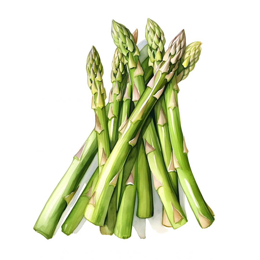 Asparagus Clipart, Asparagus Plants Images, 10 Watercolor Clip Art ...