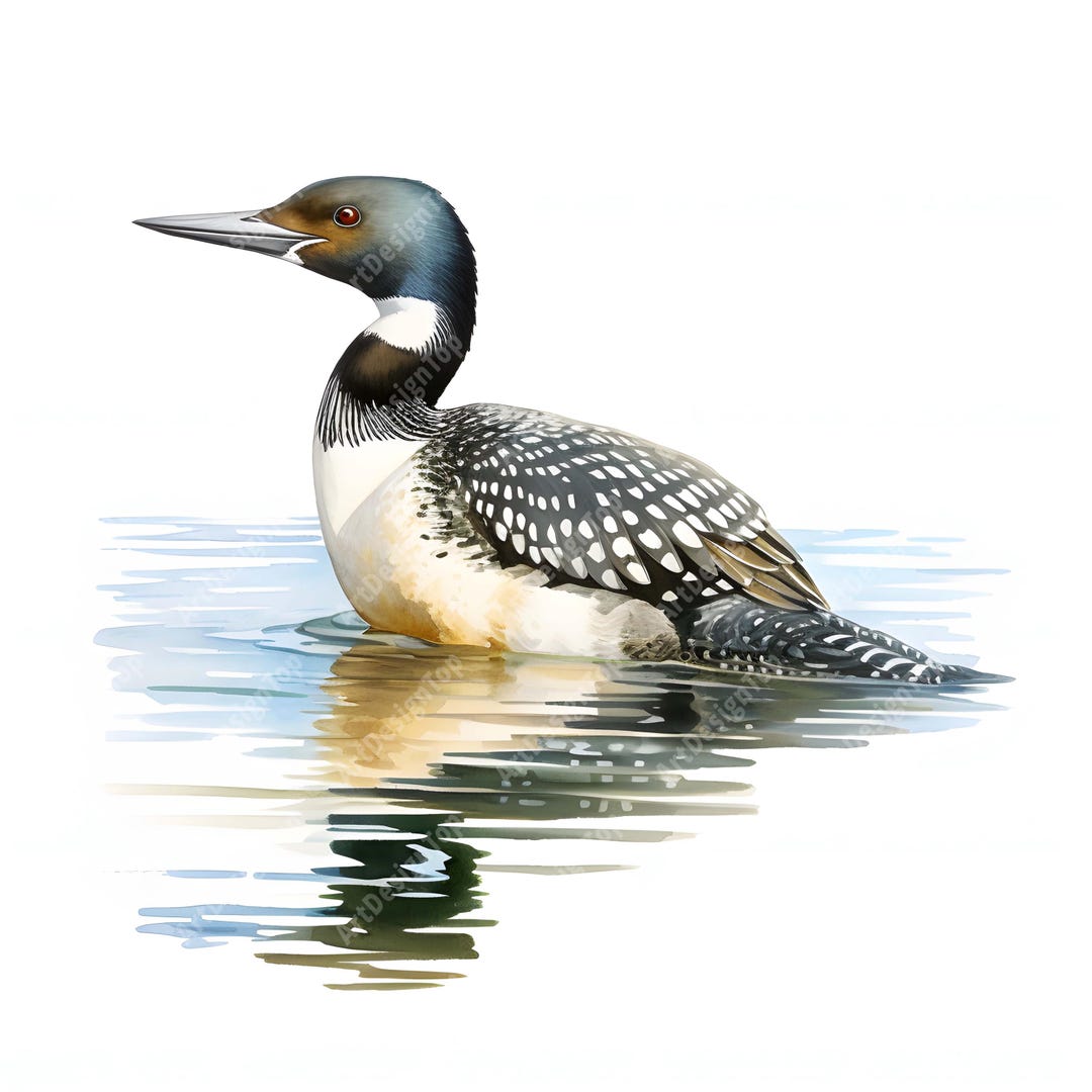 Loon Clipart, Common Loon Images, 10 Watercolor Clip Art, Printable ...