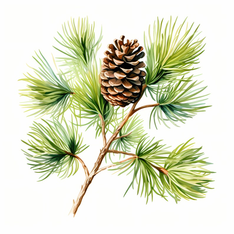 Pine Cones Clipart, Christmas Fir Tree Images, 10 Watercolor Clip Art ...