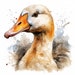 Goose Clipart, Farm Goose Images, 14 Watercolor Clip Art, Printable ...