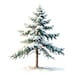 Pine Tree Clipart, Winter Tree Images, 10 Watercolor Clip Art ...