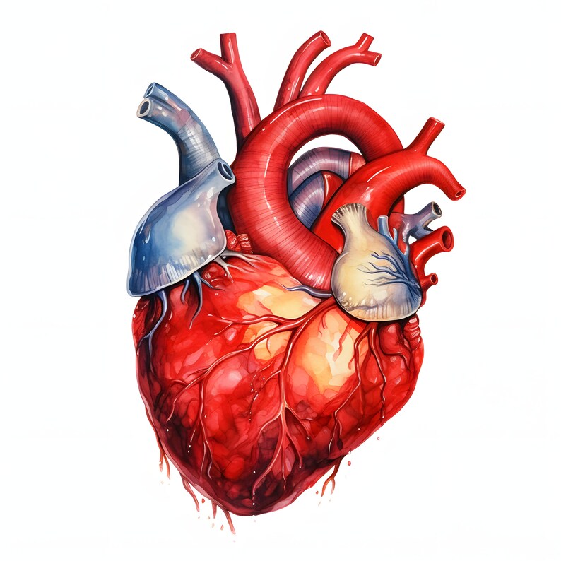 Watercolor Anatomical Heart Clipart: Human Heart Images (jpgs ...