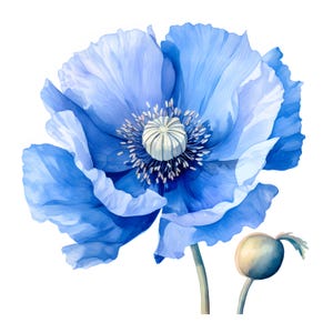 Watercolor Blue Poppy Clipart: Floral JPG Images (commercial Use) - Etsy