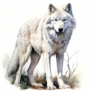 Watercolor White Wolf Clipart: Arctic Wolves, Printable Jpgs ...