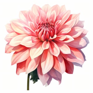 Dahlia Clipart, Dahlia Flower, Wild Flowers Images, 10 Watercolor Clip ...