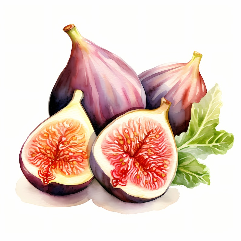 Fig, Fig Fruit, Botanical Fruit Watercolor Clipart Set With 10 JPG ...