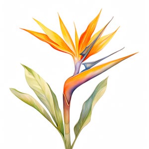 Strelitzia Clipart, Strelitzia Flower Images, 10 Watercolor Clip Art ...