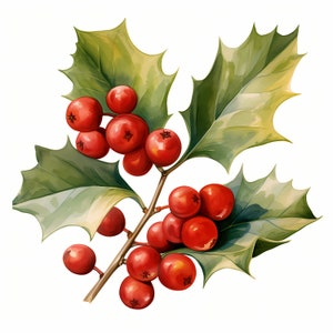 Watercolor Holly Berries Clipart: Christmas Images (jpgs, Instant ...