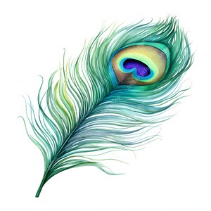 Peacock Feather Clipart, Elegant Feathers Images, 10 Watercolor Clip ...