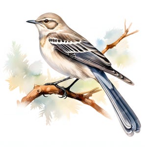 Watercolor Mockingbird Clipart: 10 Printable Bird Images (jpgs) - Etsy