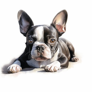 Boston Terrier Clipart, Boston Terrier Dog Images, 10 Watercolor Clip ...