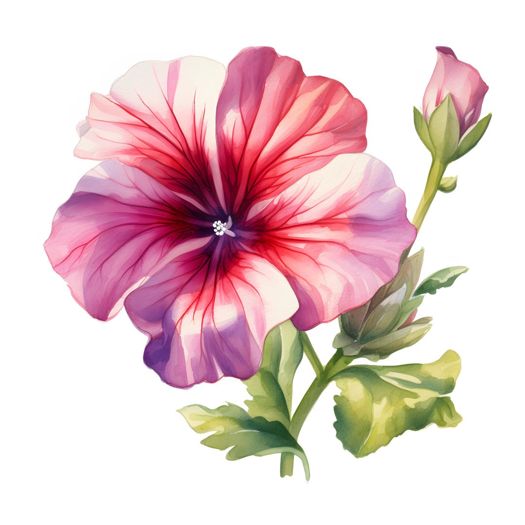 Petunia Flower Clipart, Spring Petunia Images, 10 Watercolor Clip Art ...