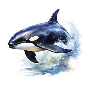 Killer Whale Clipart, Orca Images, 10 Watercolor Clip Art, Printable ...