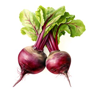 Watercolor Beet Clipart: 10 Printable Beetroot Images (jpgs, Commercial ...
