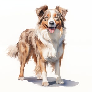 Watercolor Australian Shepherd Clipart: Dog Breed Art (jpgs) - Etsy